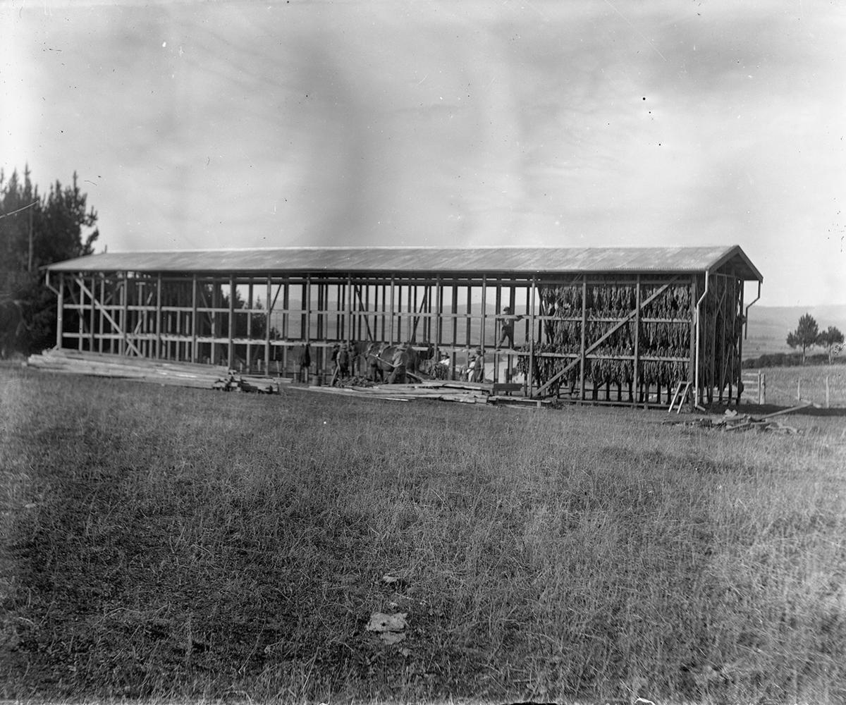 Tobacco drying shed - MTG Hawkes Bay